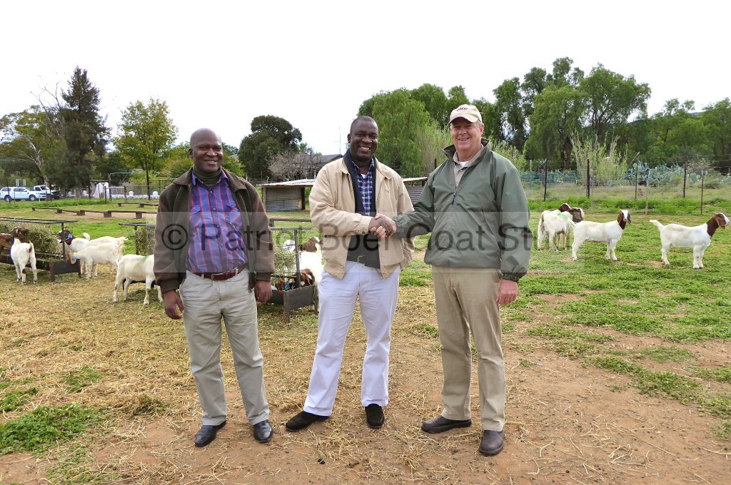 Boer Goat Exports | Patriot Boer Goat Stud