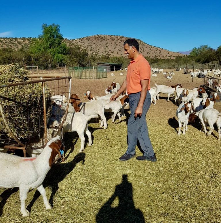 Boer Goat Exports | Patriot Boer Goat Stud
