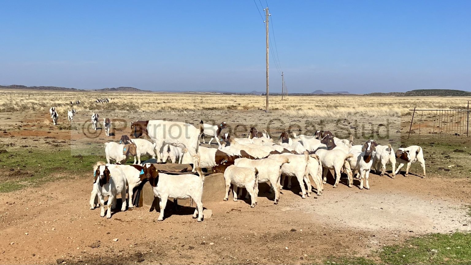 Boer Goats for sale | Patriot Boer Goat Stud