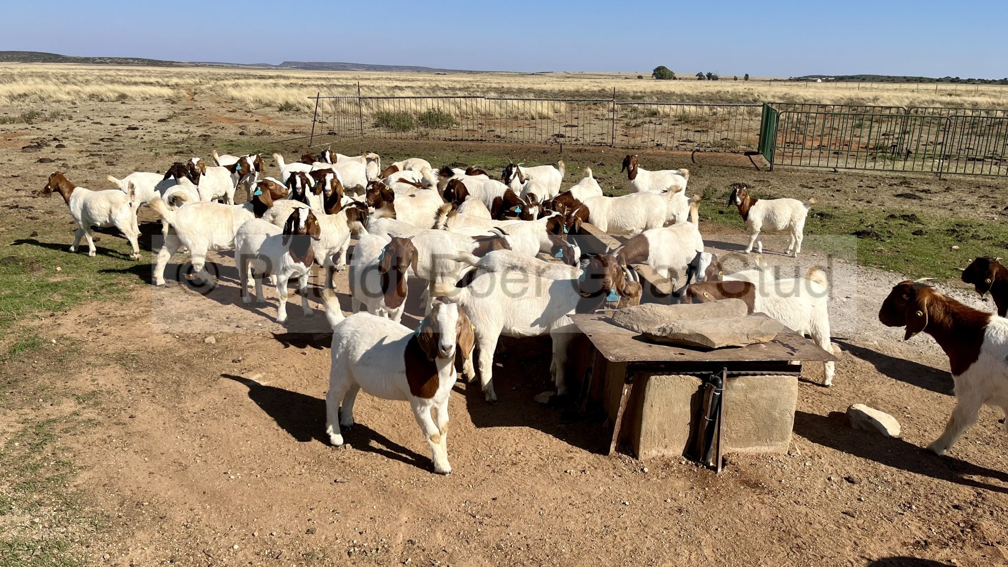 Boer Goats for sale | Patriot Boer Goat Stud