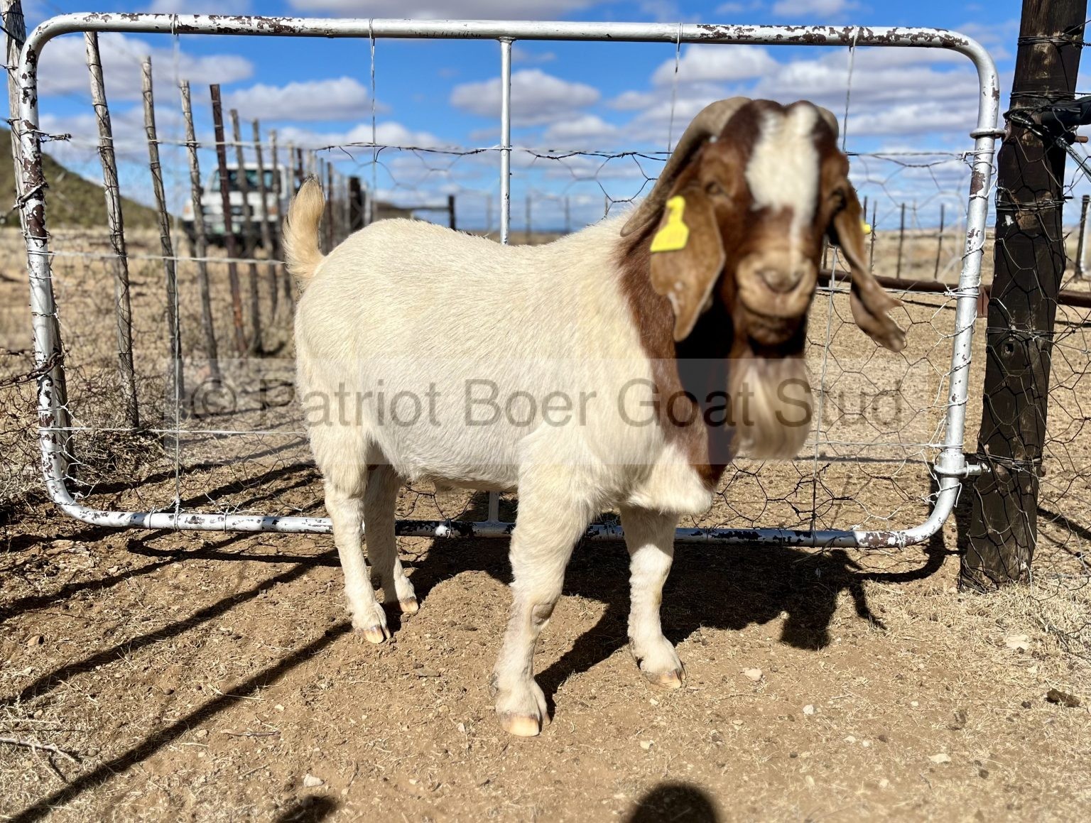 Boer Goats for sale | Patriot Boer Goat Stud