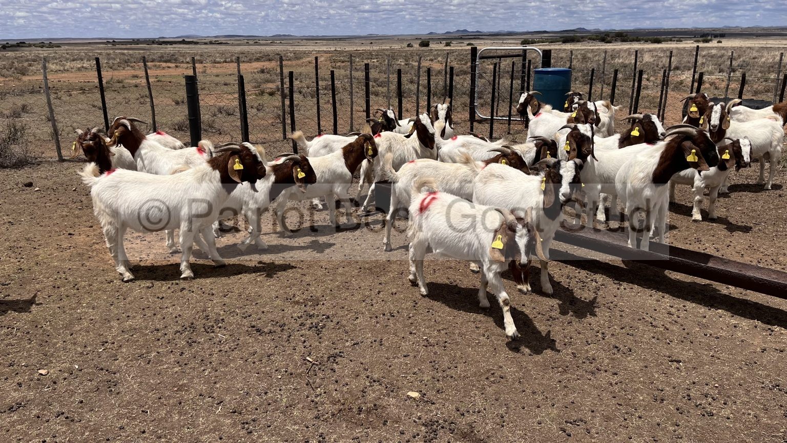Boer Goats for sale | Patriot Boer Goat Stud