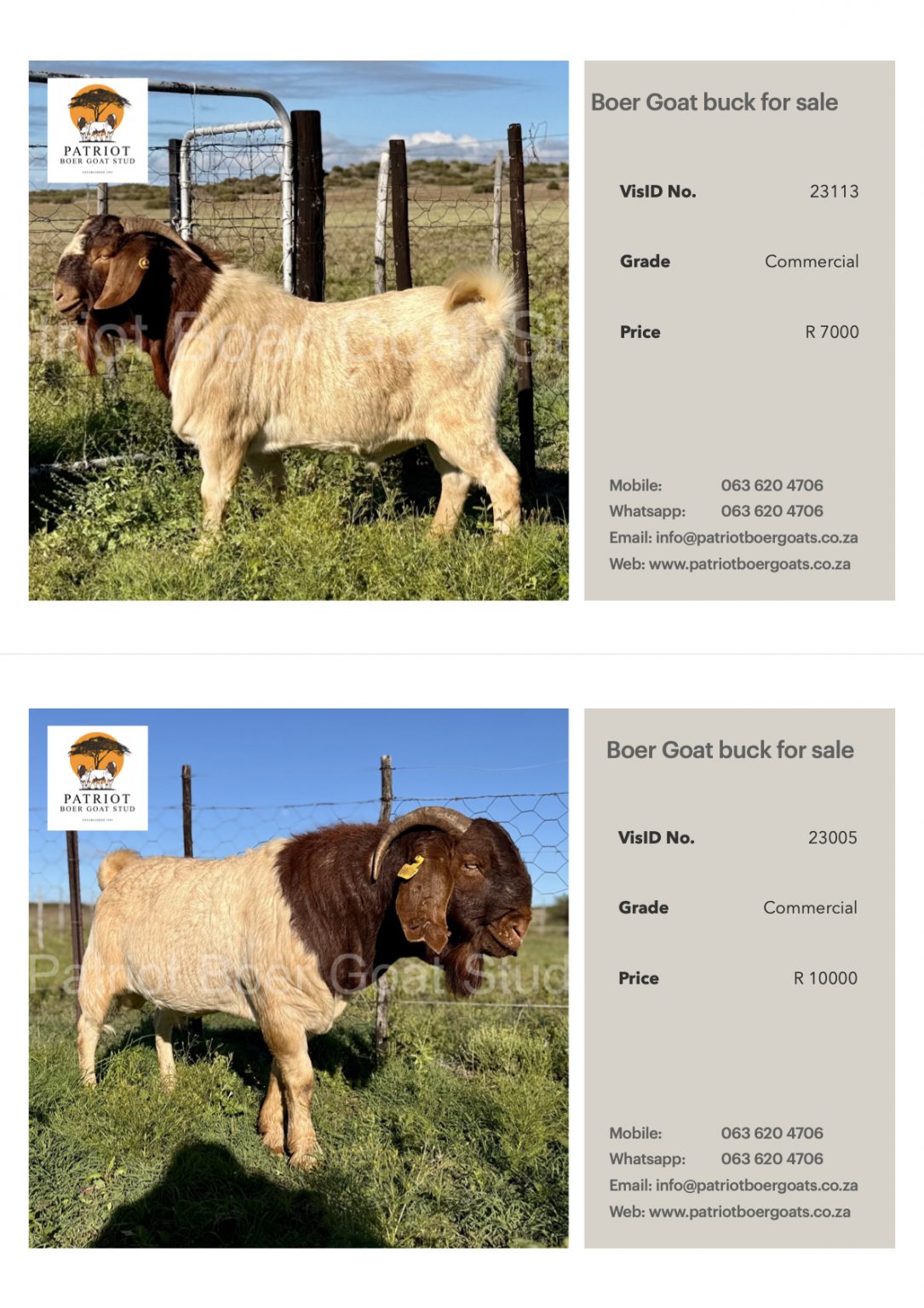 Boer Goats for sale | Patriot Boer Goat Stud