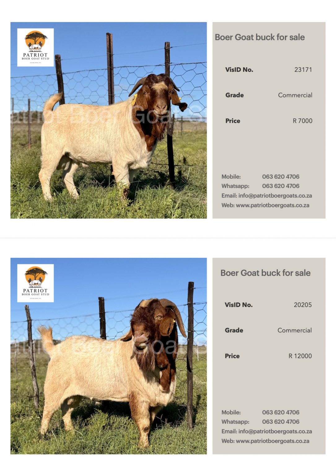 Boer Goats for sale | Patriot Boer Goat Stud